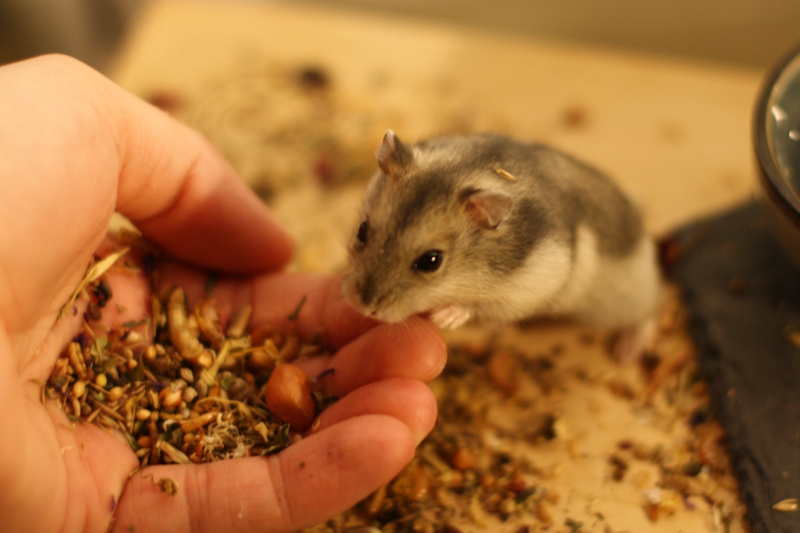 Hawk - Hamsterhilfe Österreich
