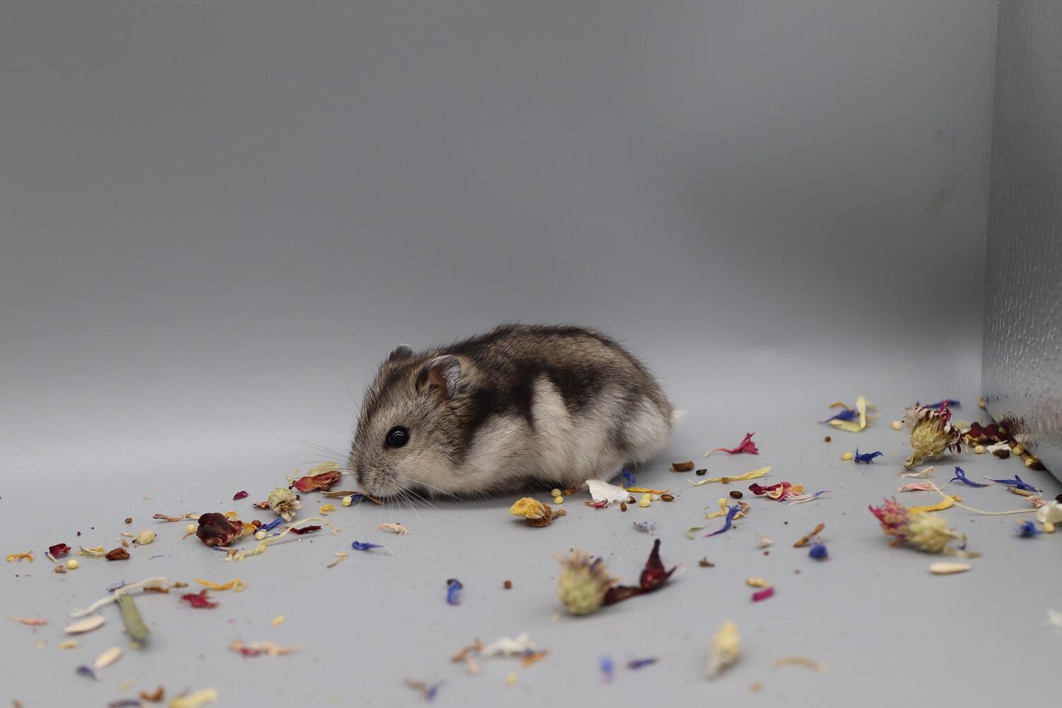 Michigan - Hamsterhilfe Österreich