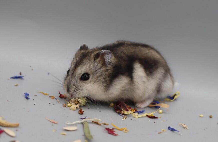 Michigan - Hamsterhilfe Österreich