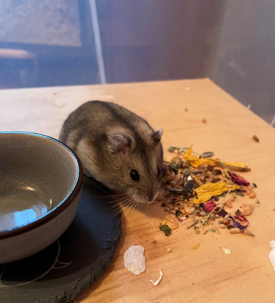 Douglas - Hamsterhilfe Österreich