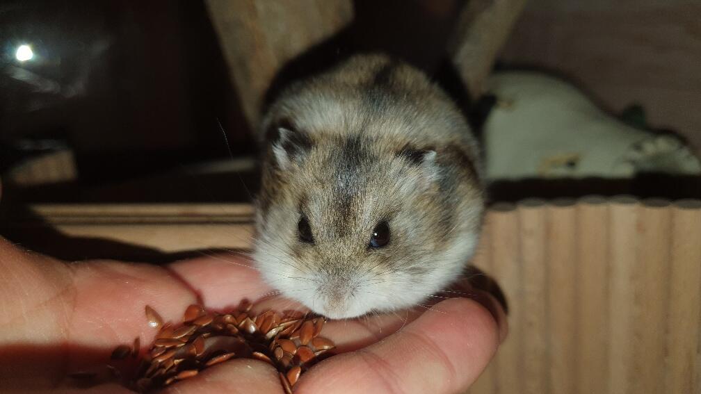 Cookie Jam - Hamsterhilfe Österreich