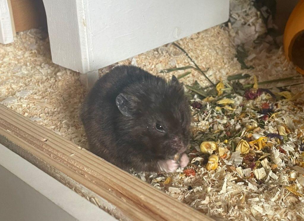 Hugo - Hamsterhilfe Österreich