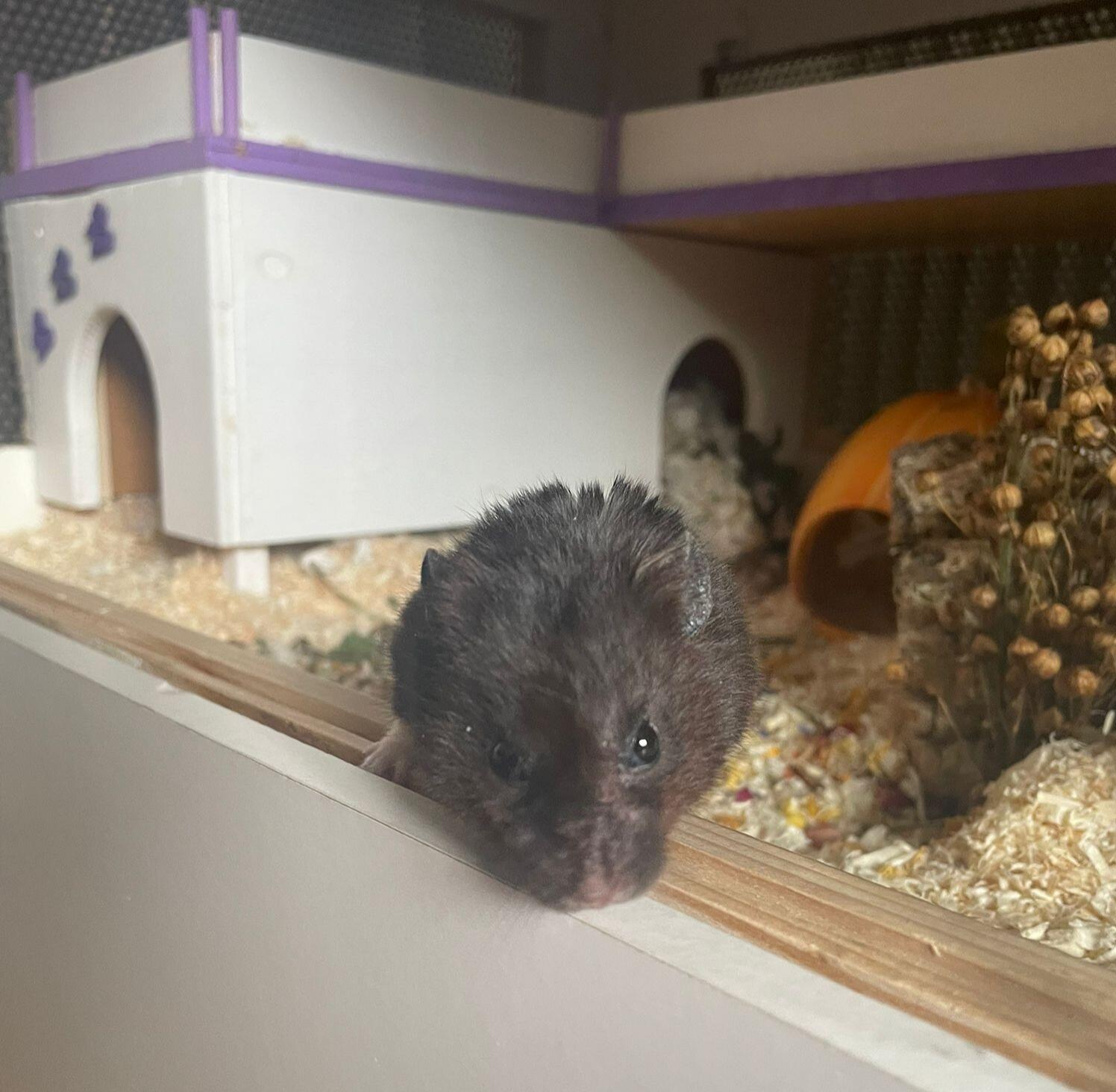 Hugo - Hamsterhilfe Österreich