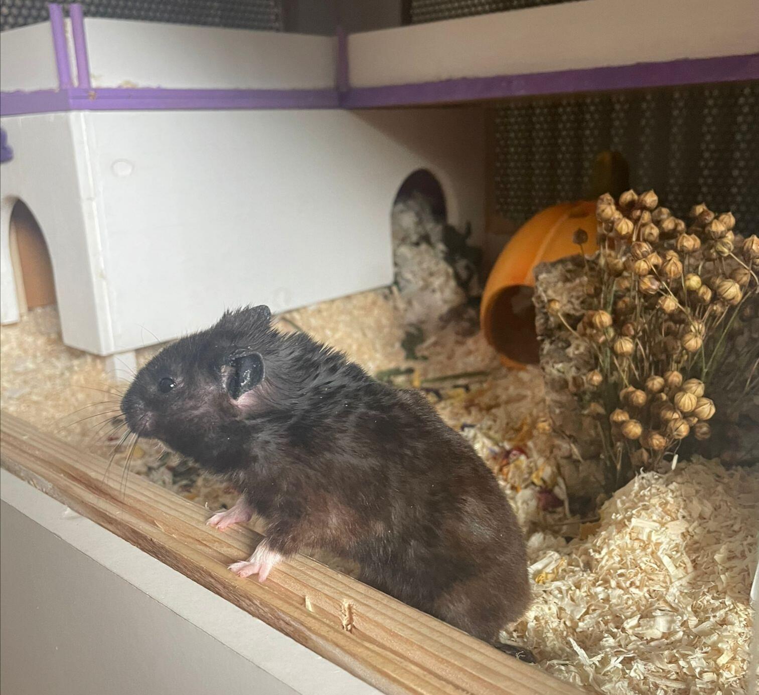 Hugo - Hamsterhilfe Österreich