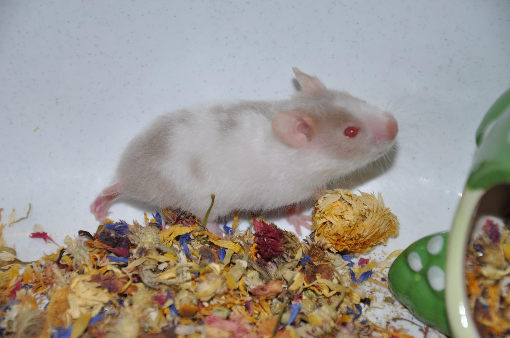 Islanzadi - Hamsterhilfe Österreich