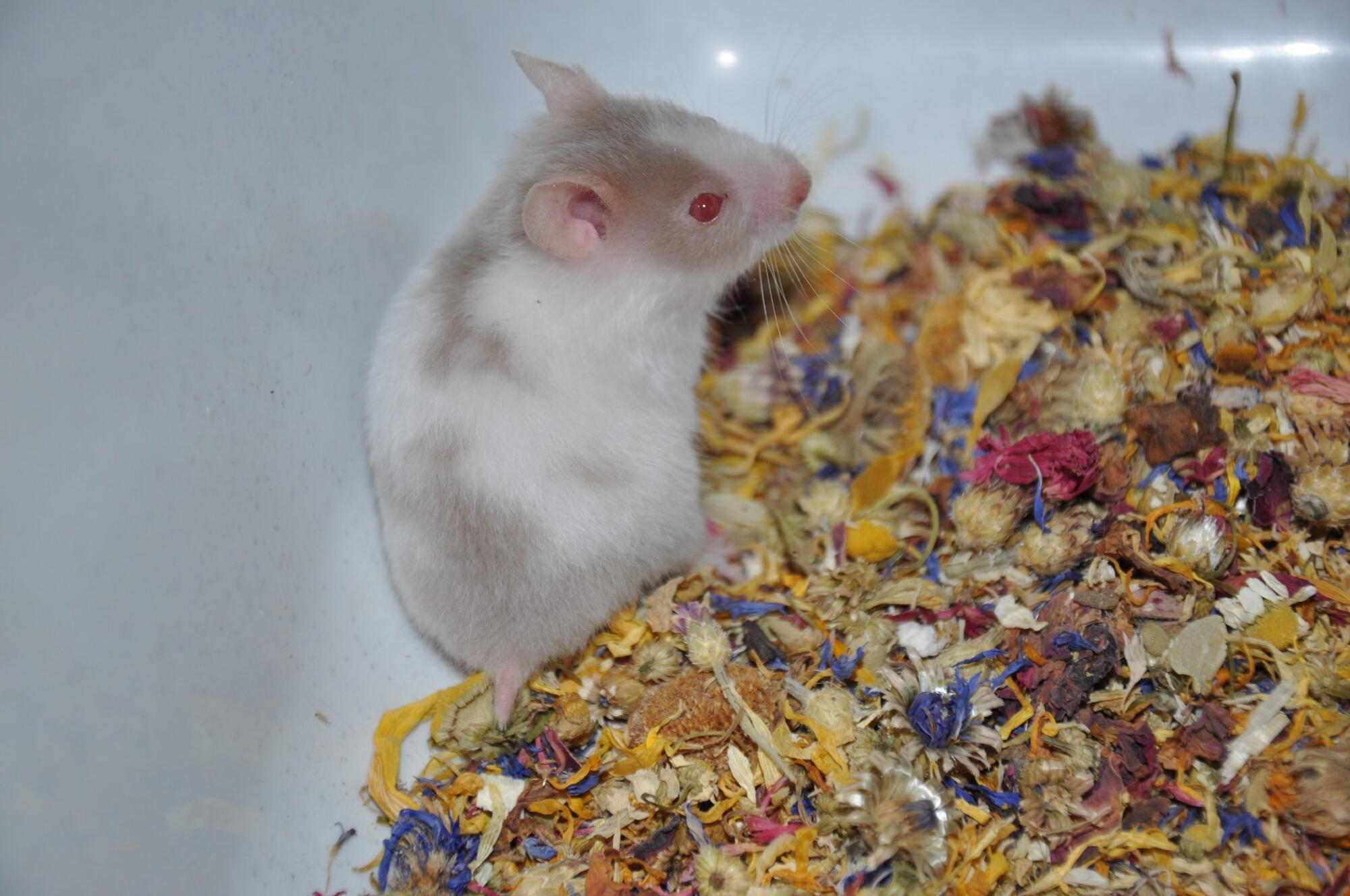 Islanzadi - Hamsterhilfe Österreich