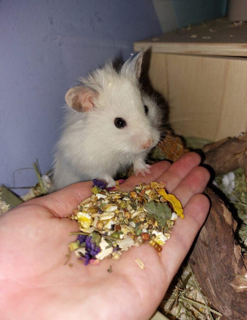 Freddy - Hamsterhilfe Österreich