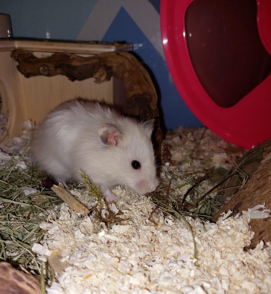 Freddy - Hamsterhilfe Österreich