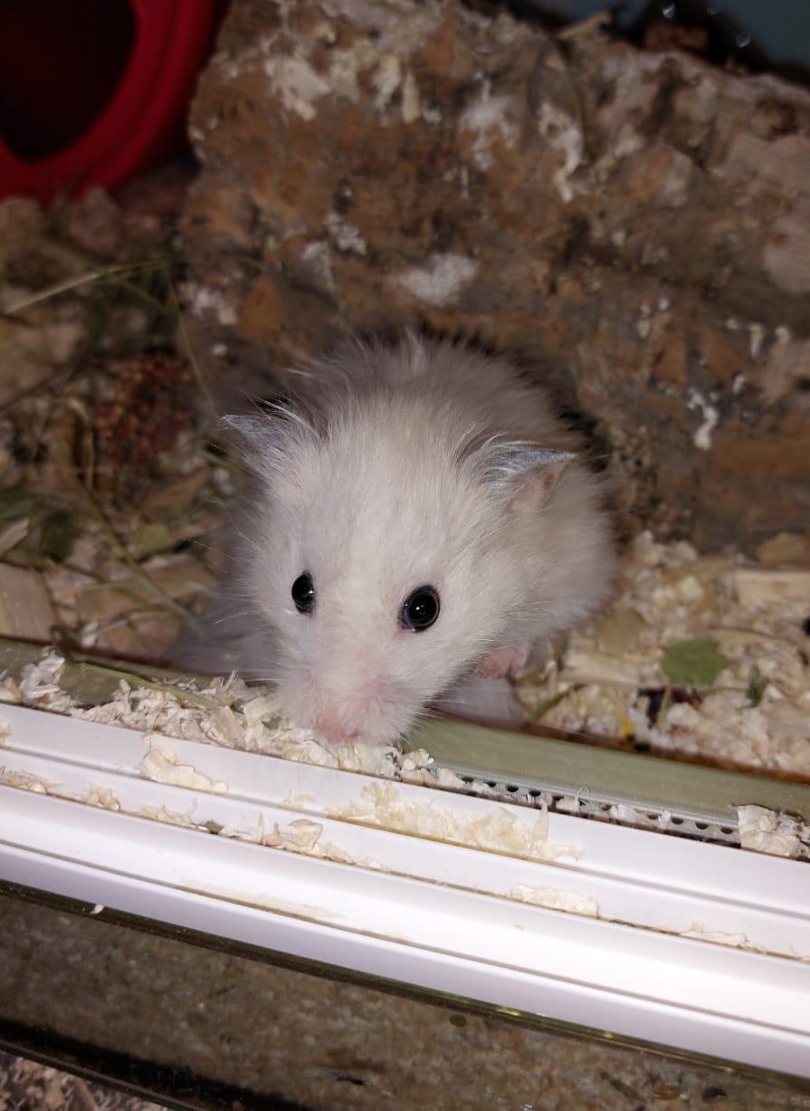 Freddy - Hamsterhilfe Österreich