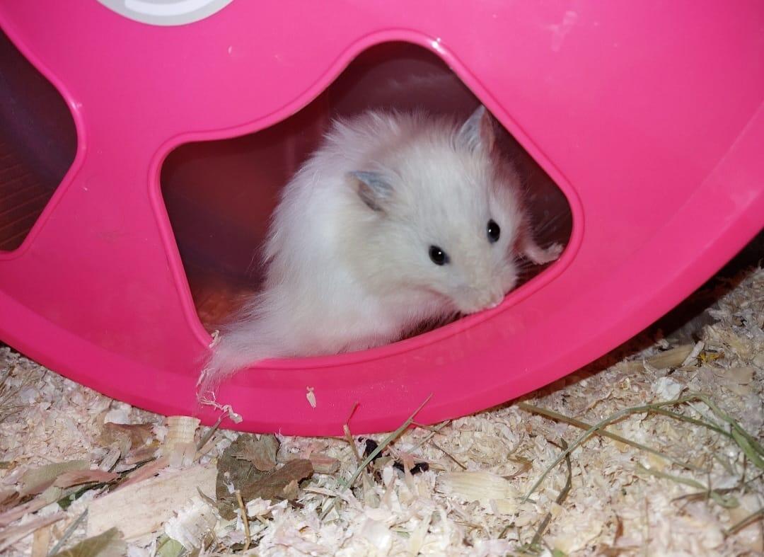 Freddy - Hamsterhilfe Österreich