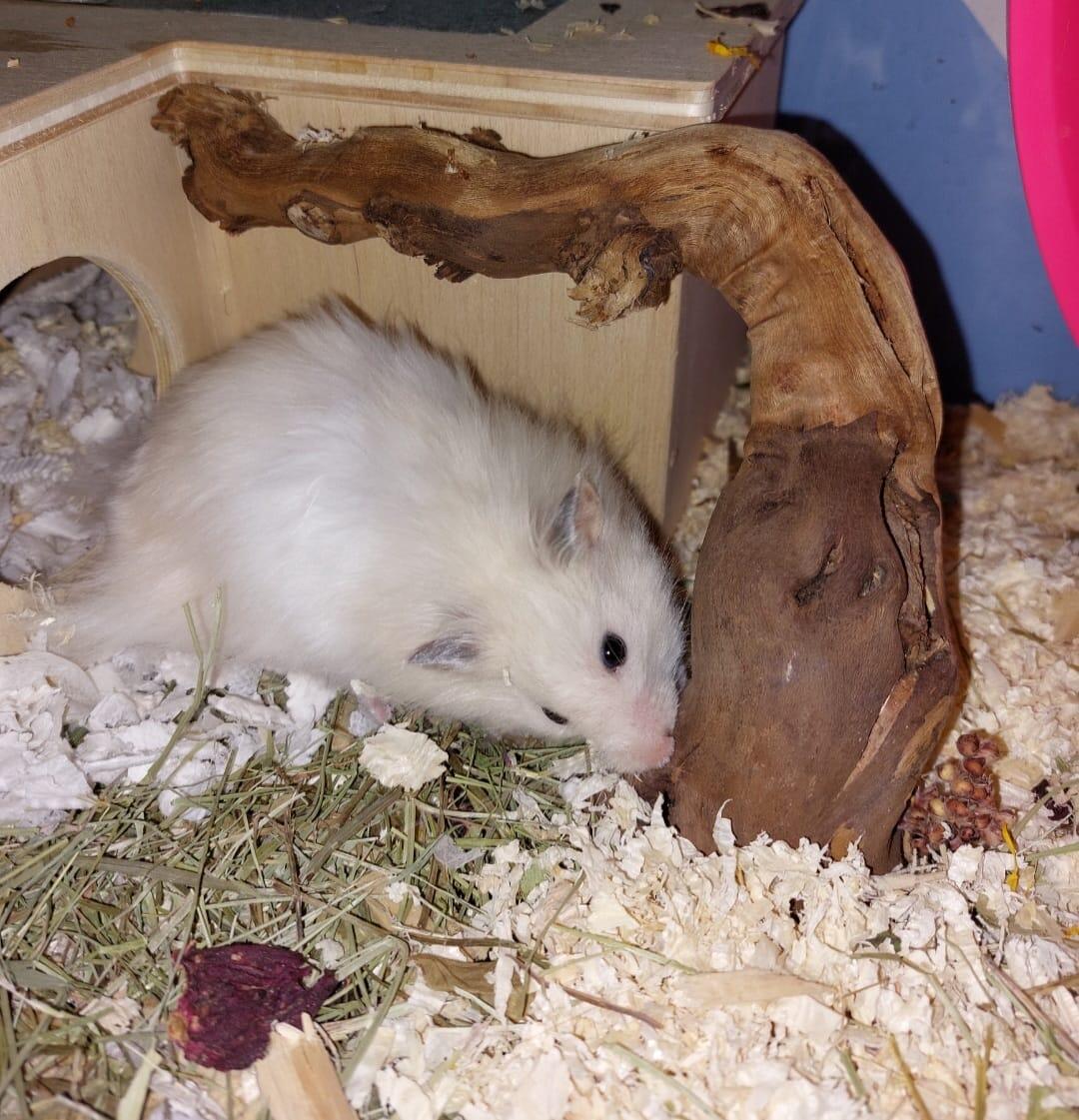 Freddy - Hamsterhilfe Österreich