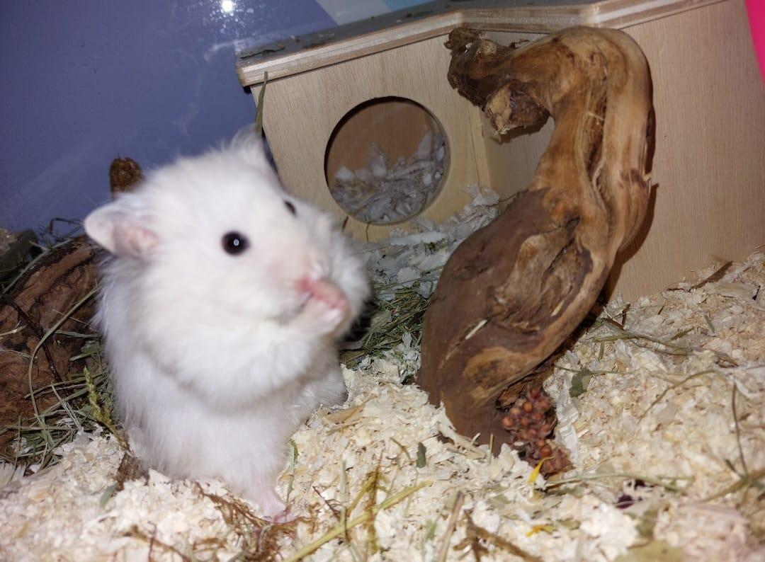 Freddy - Hamsterhilfe Österreich