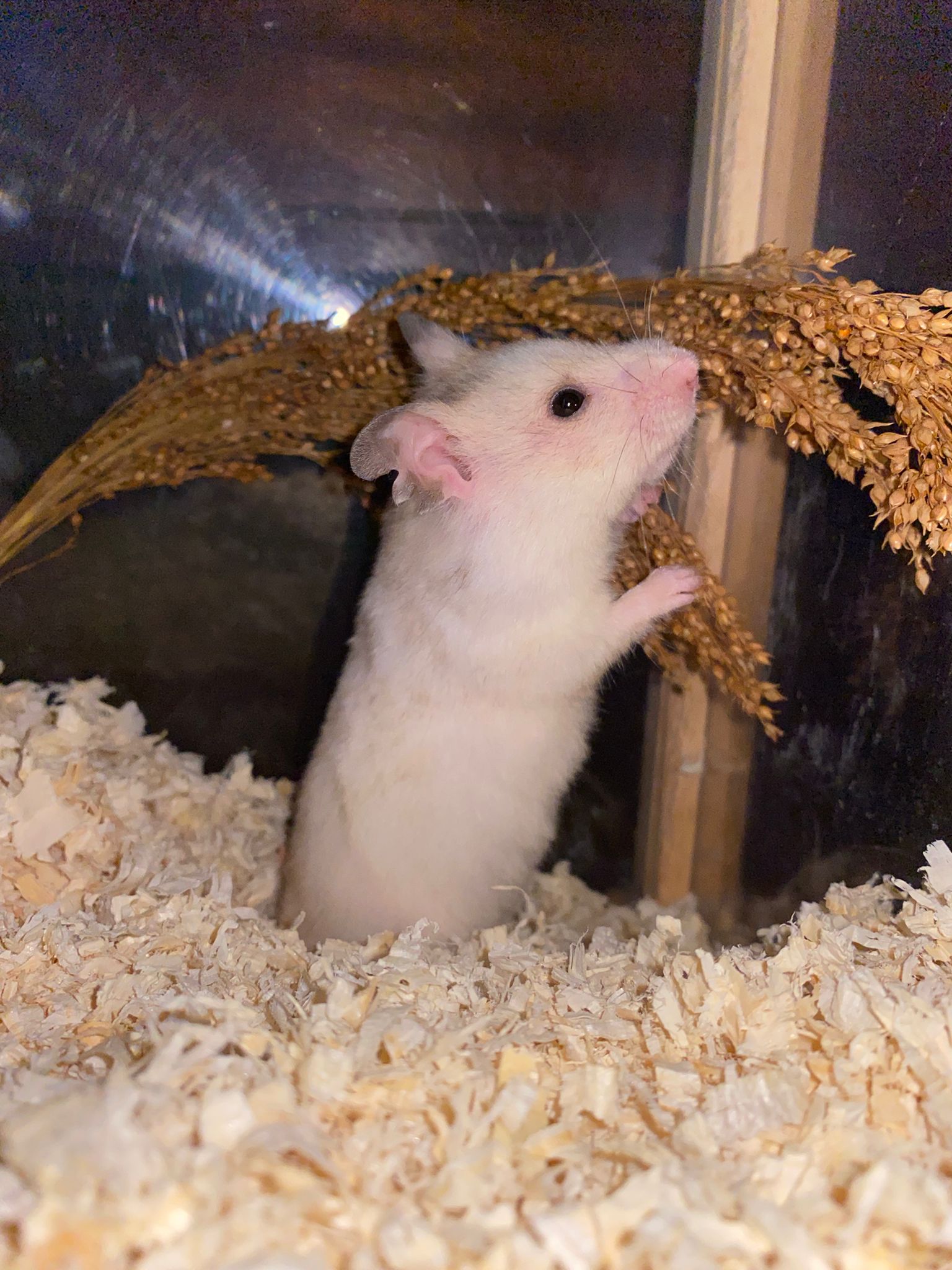 Queenie - Hamsterhilfe Österreich