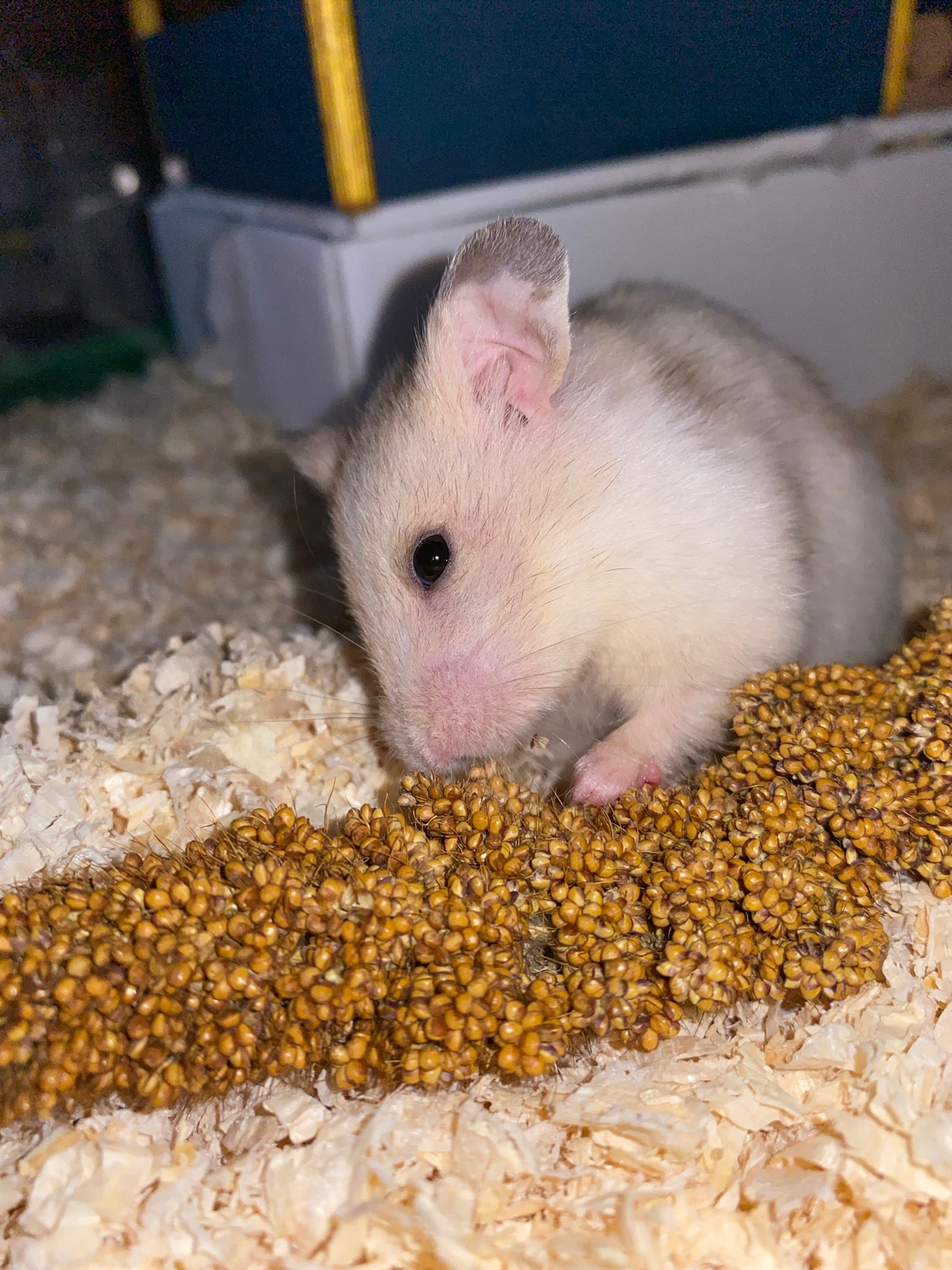 Queenie - Hamsterhilfe Österreich