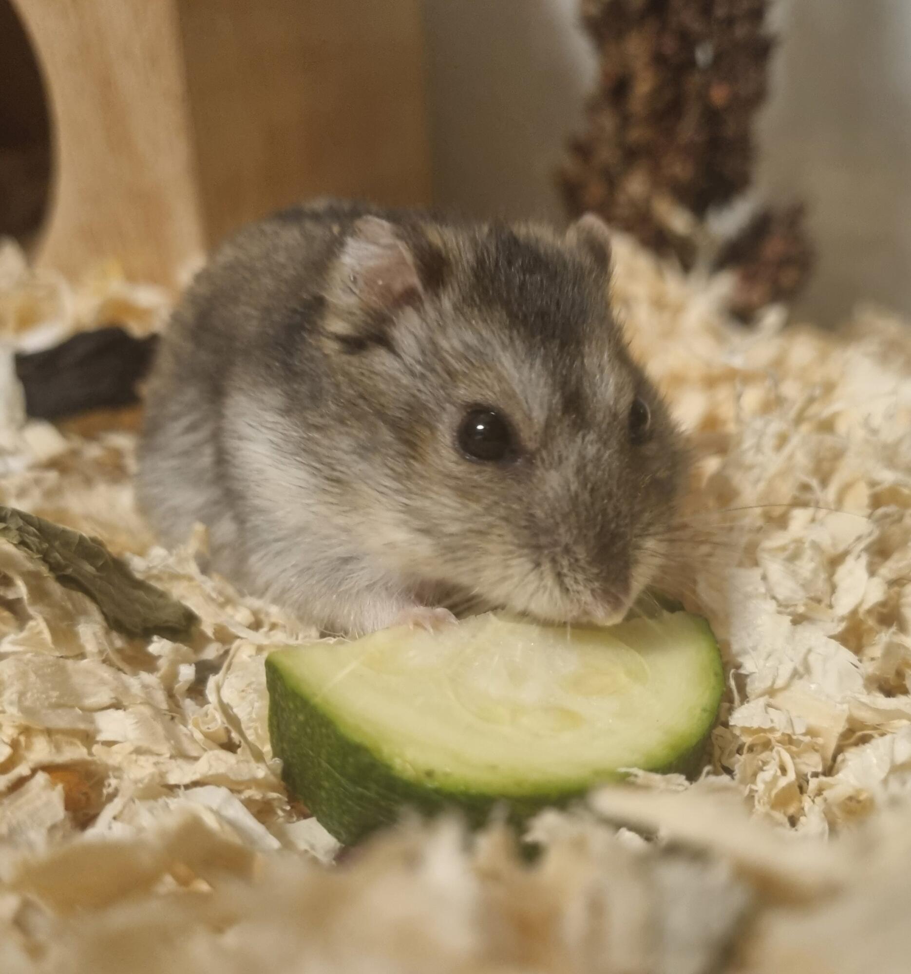 Bob - Hamsterhilfe Österreich