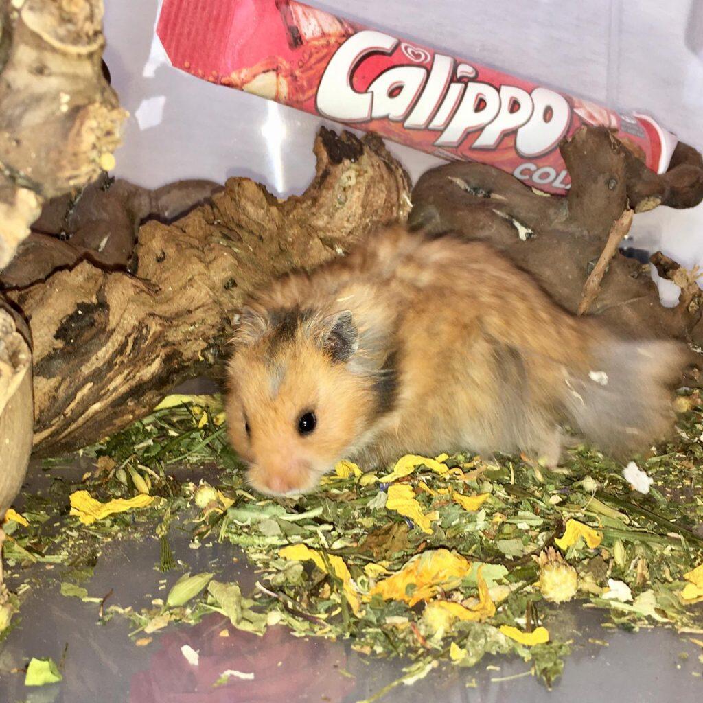 Calippo - Hamsterhilfe Österreich