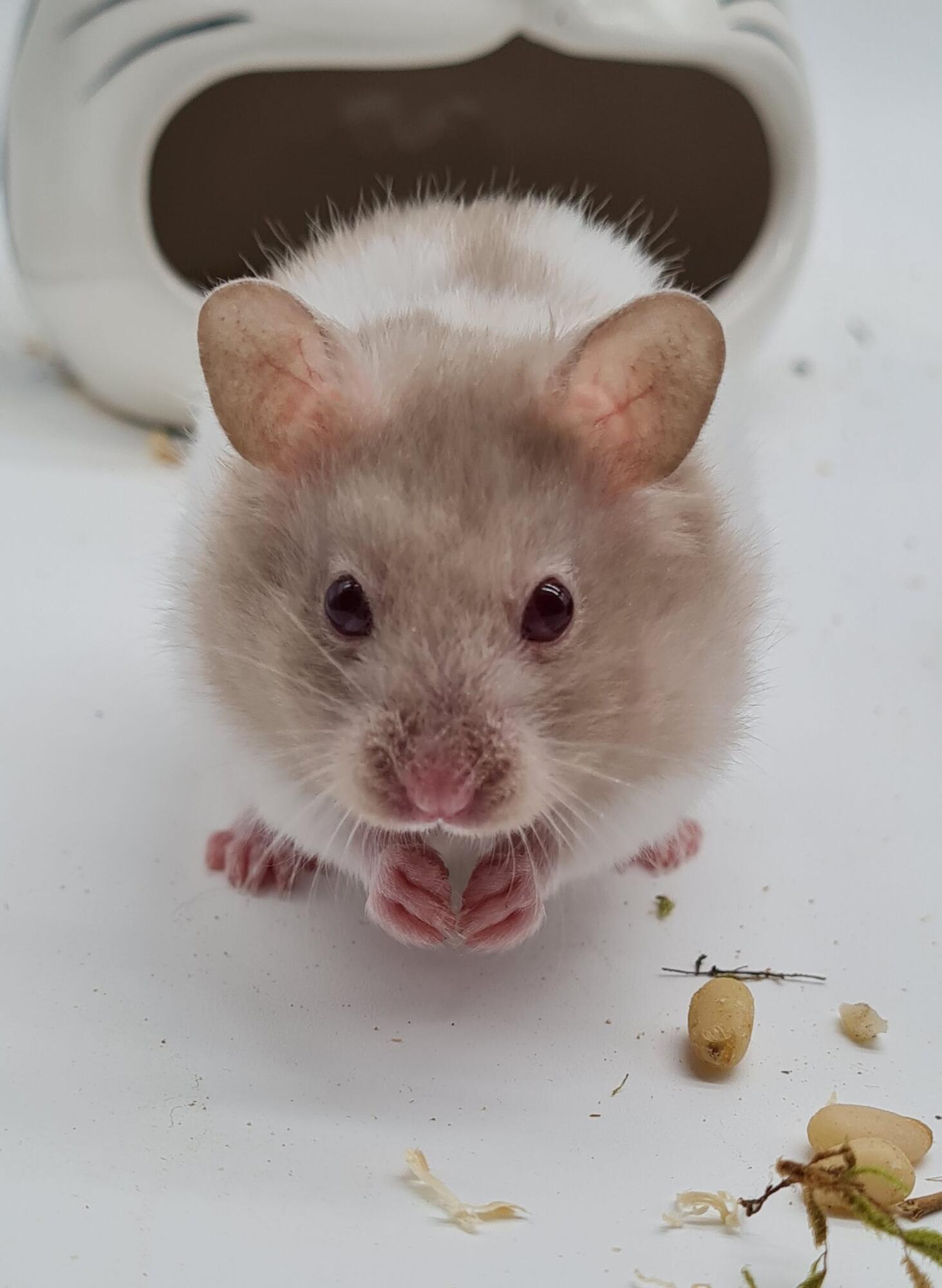 Goofy - Hamsterhilfe Österreich