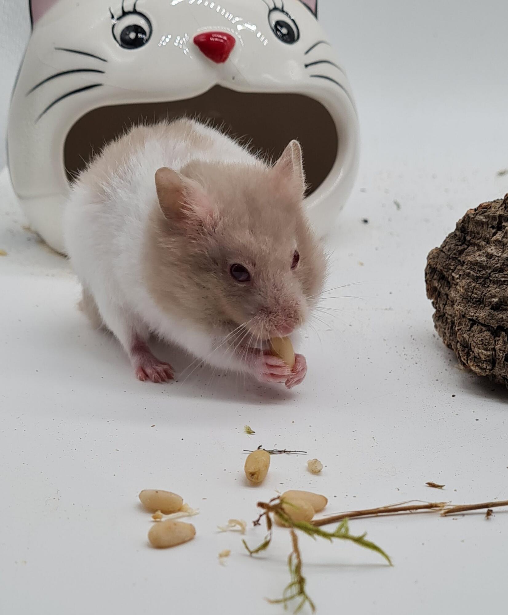 Goofy - Hamsterhilfe Österreich