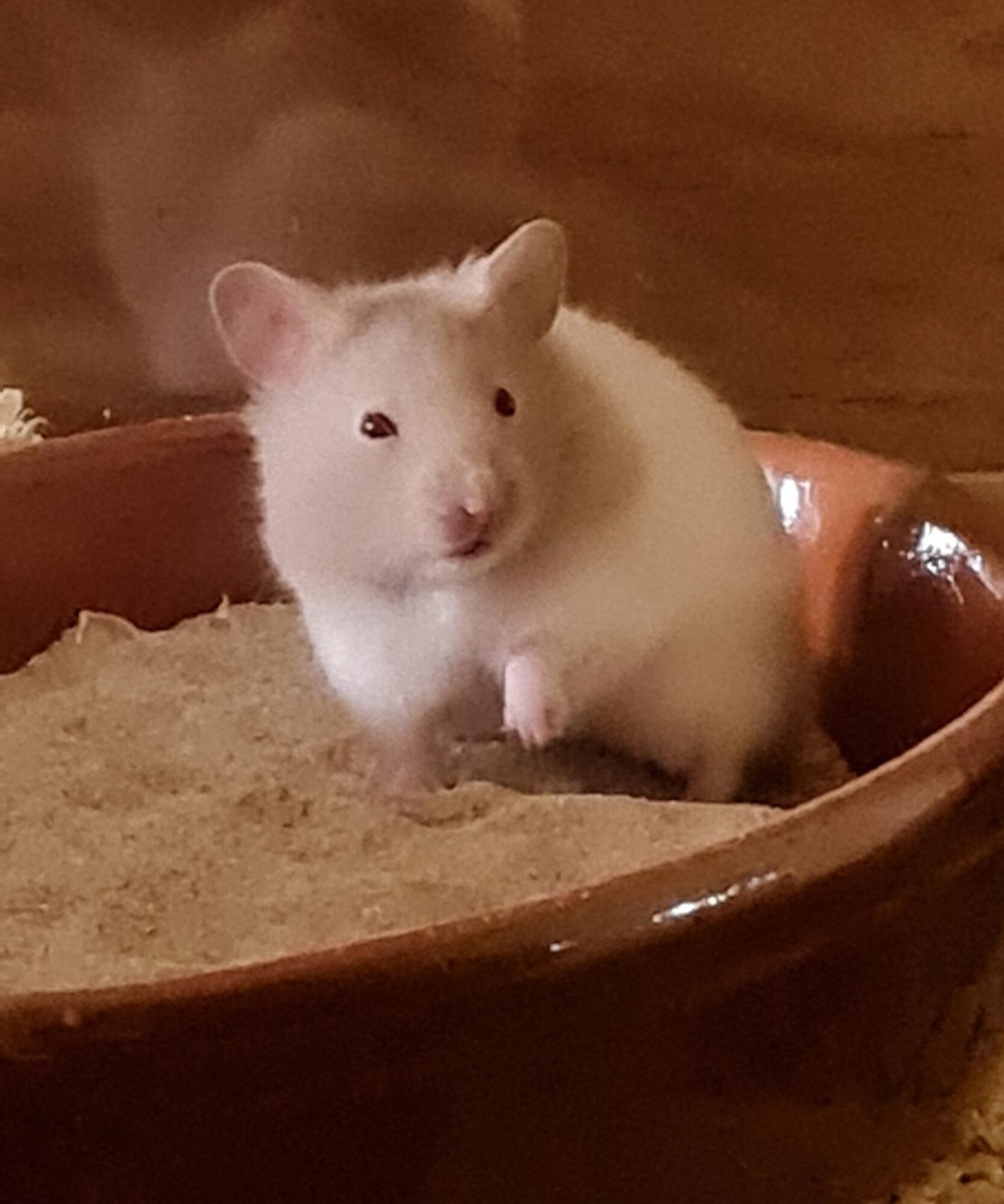 Goofy - Hamsterhilfe Österreich