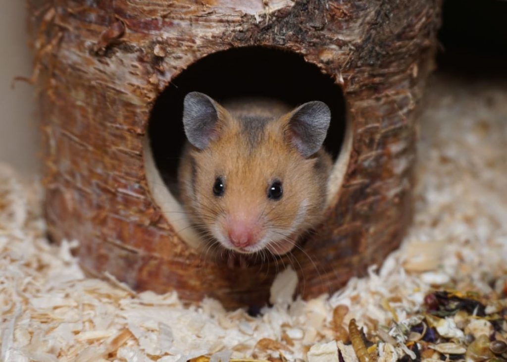 Pik-a-Pie - Hamsterhilfe Österreich