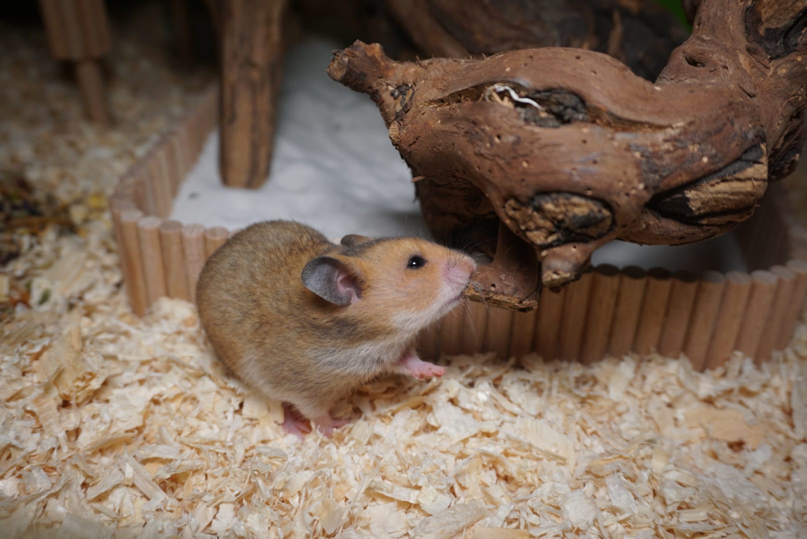 Pik-a-Pie - Hamsterhilfe Österreich