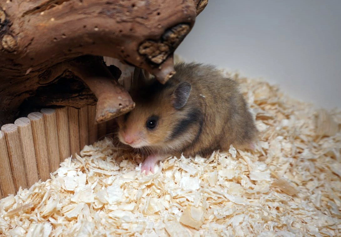 Baby Boo - Hamsterhilfe Österreich