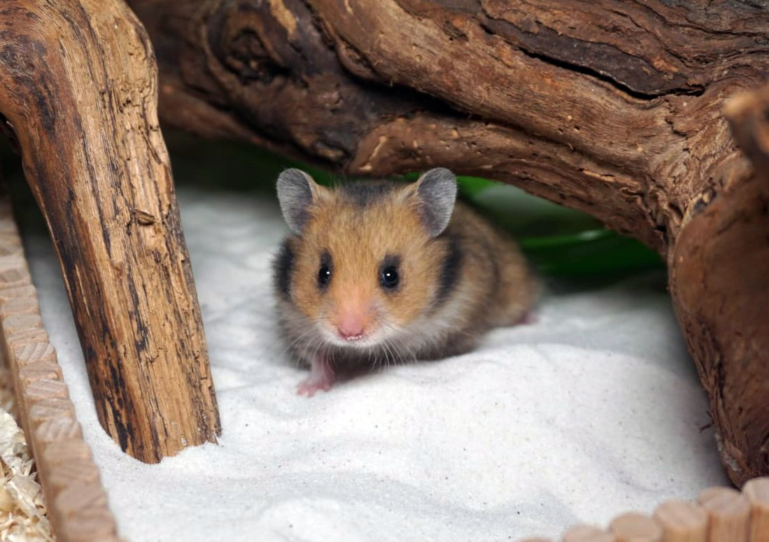 Baby Boo - Hamsterhilfe Österreich