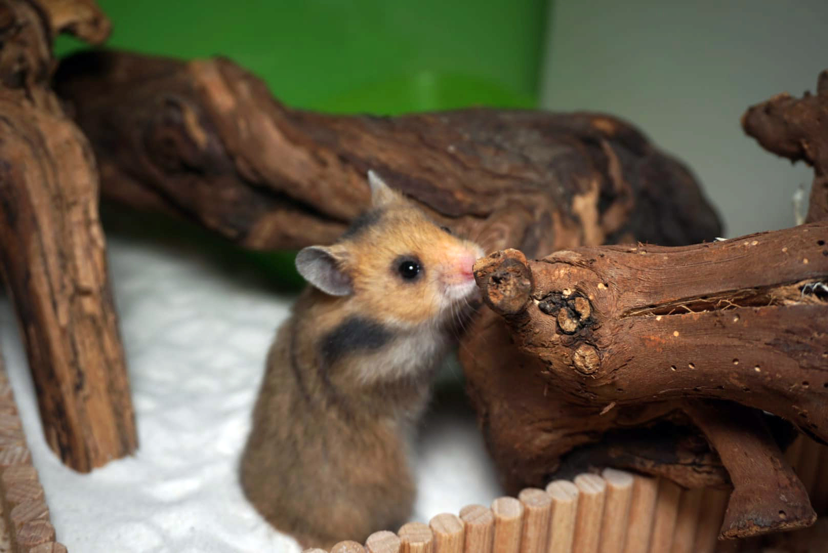 Baby Boo - Hamsterhilfe Österreich