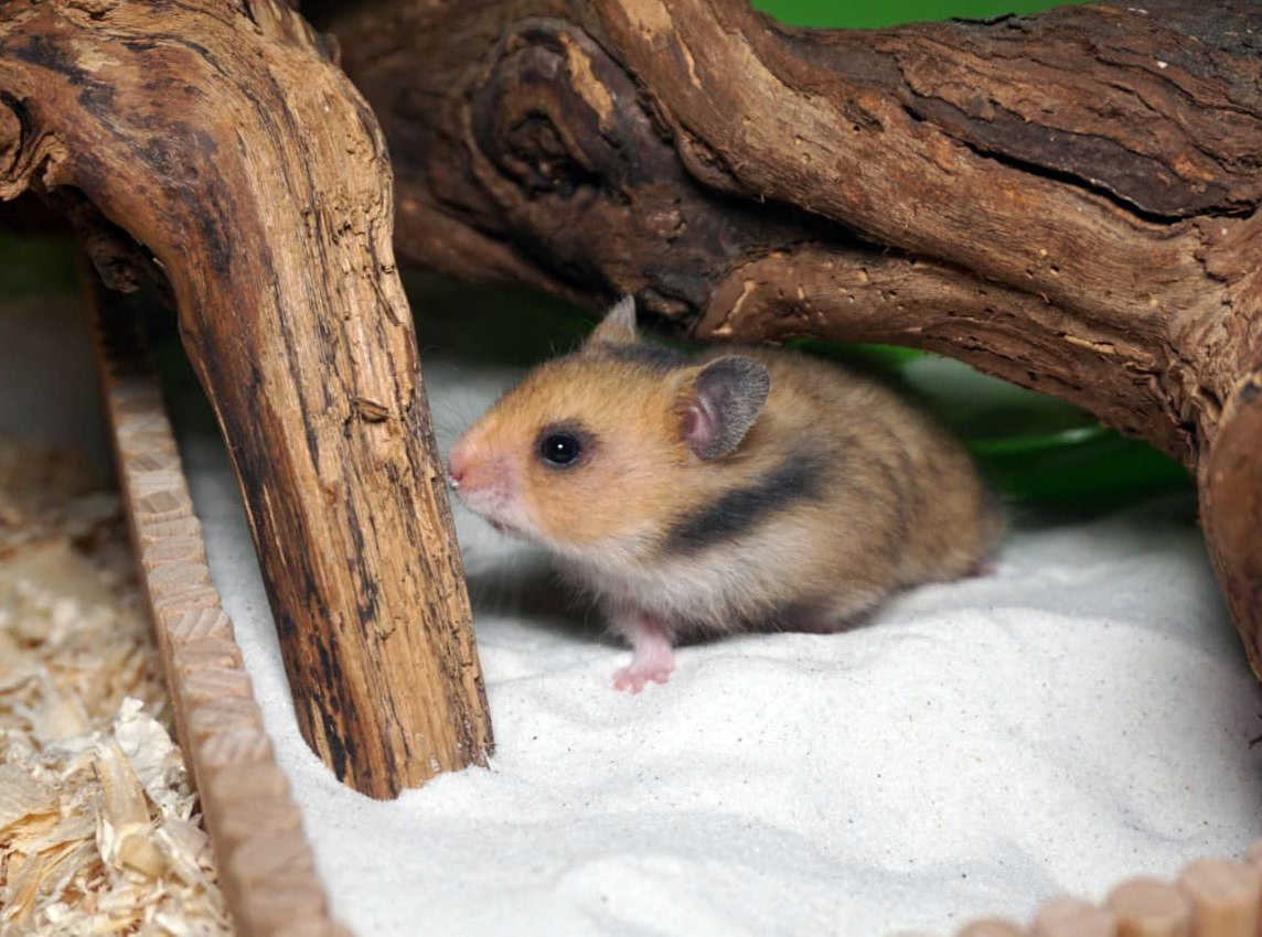 Baby Boo - Hamsterhilfe Österreich