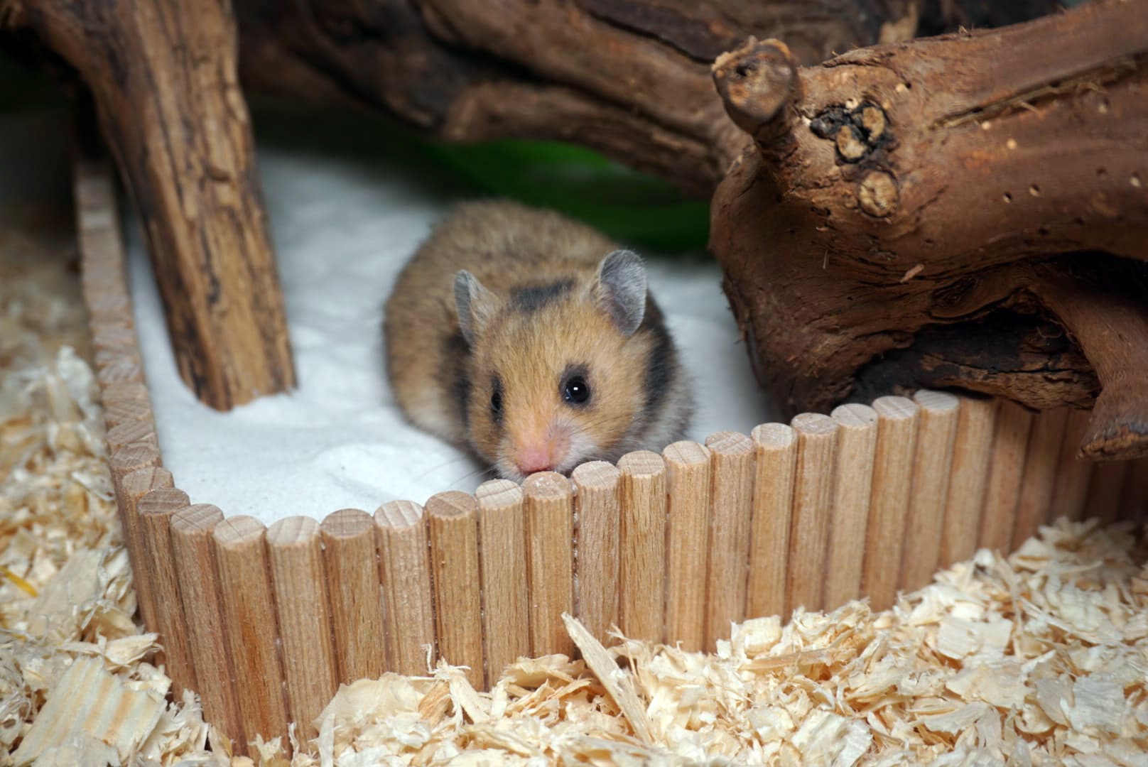 Baby Boo - Hamsterhilfe Österreich