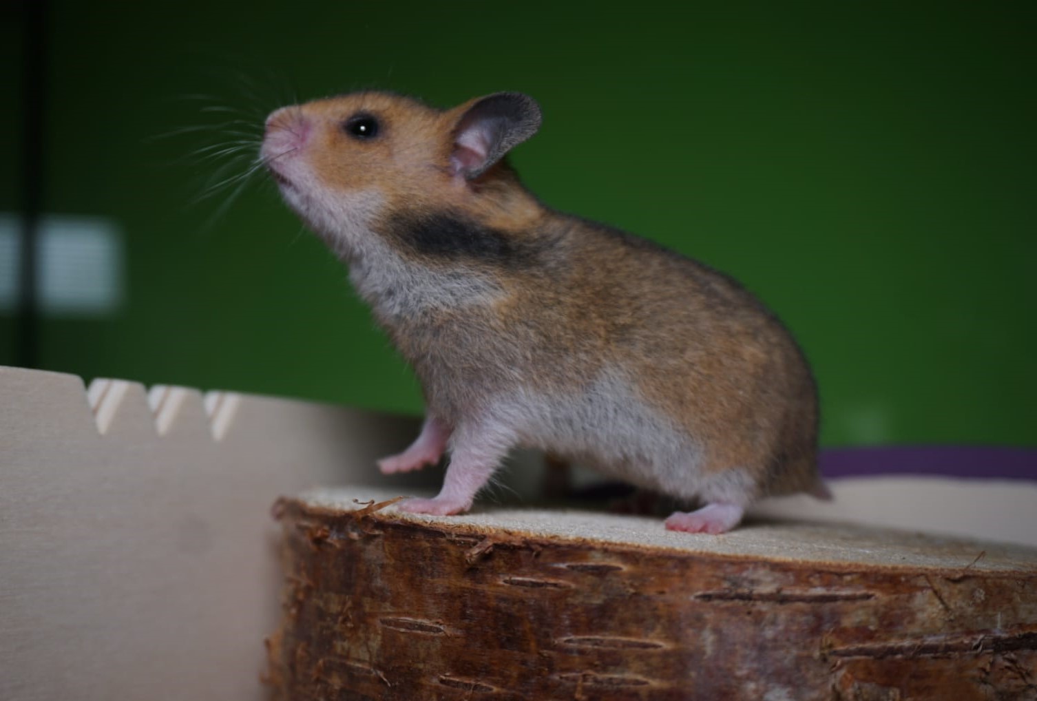 Small Sugar - Hamsterhilfe Österreich