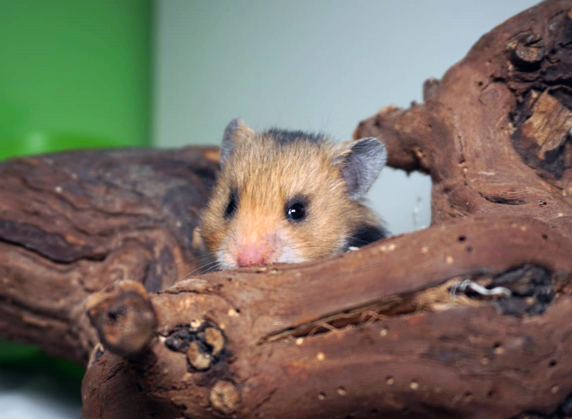 Goosebumps - Hamsterhilfe Österreich