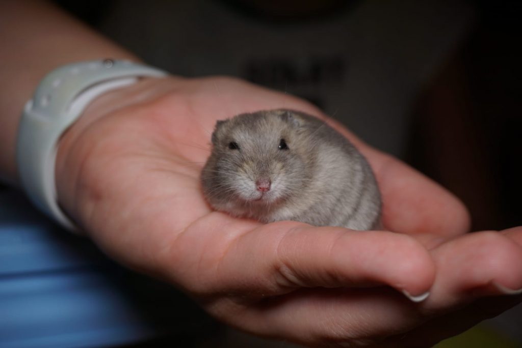 Harold - Hamsterhilfe Österreich