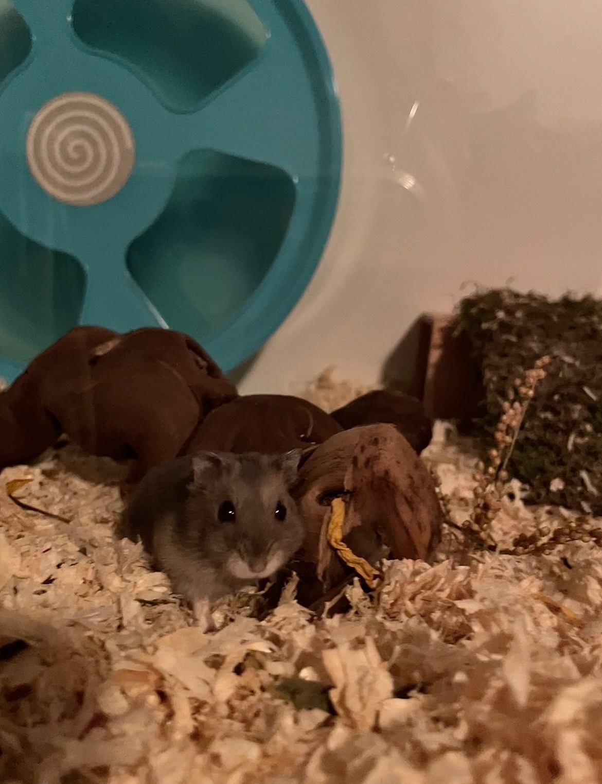 Harold - Hamsterhilfe Österreich