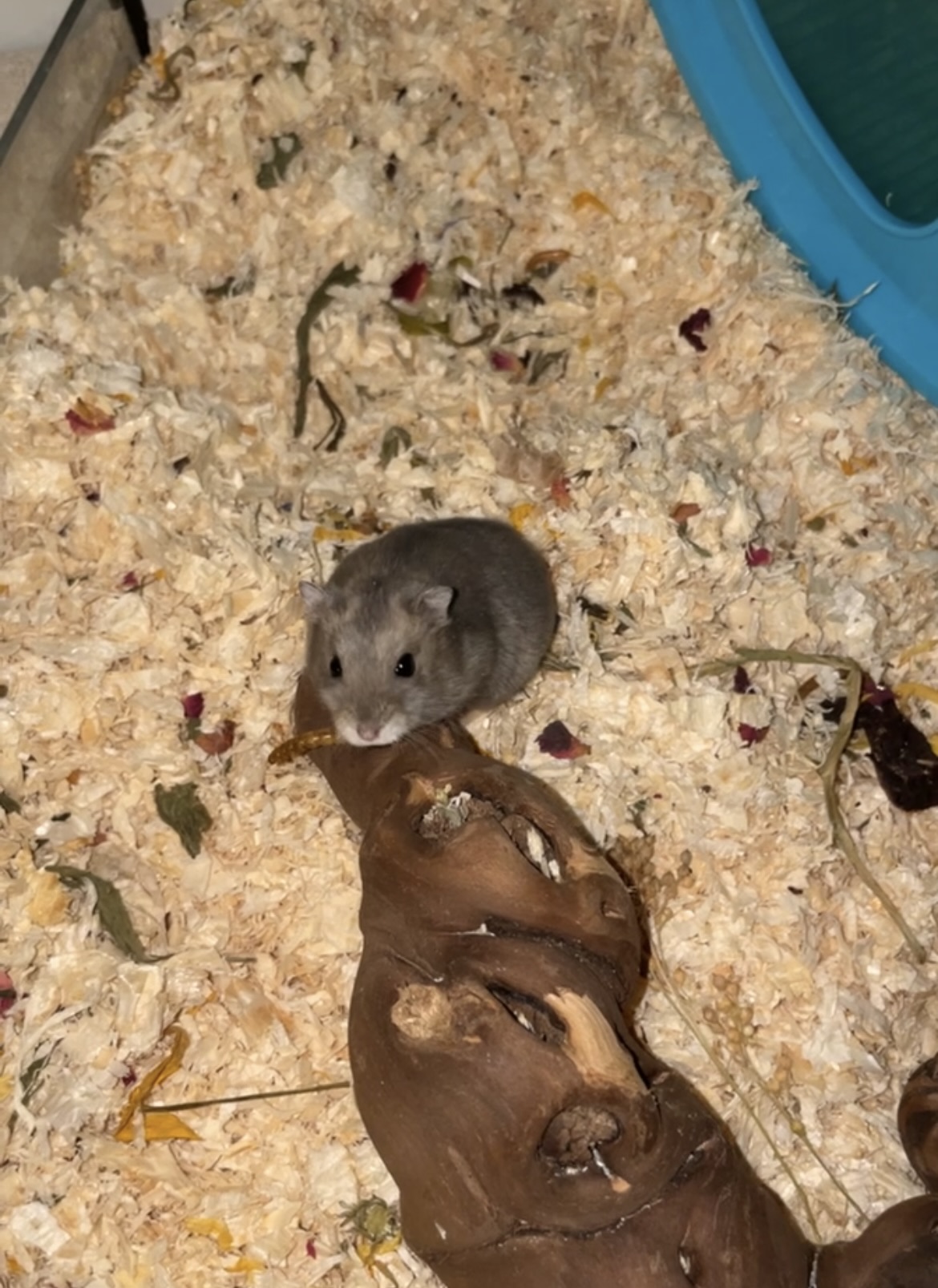 Harold - Hamsterhilfe Österreich