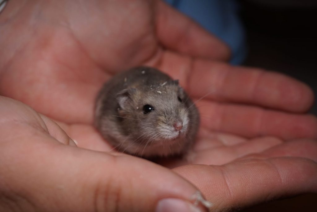 Flafi - Hamsterhilfe Österreich