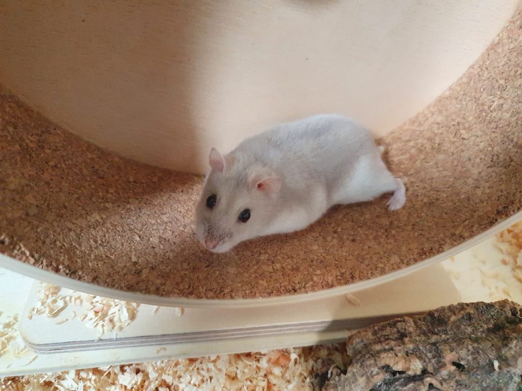 Stitch - Hamsterhilfe Österreich