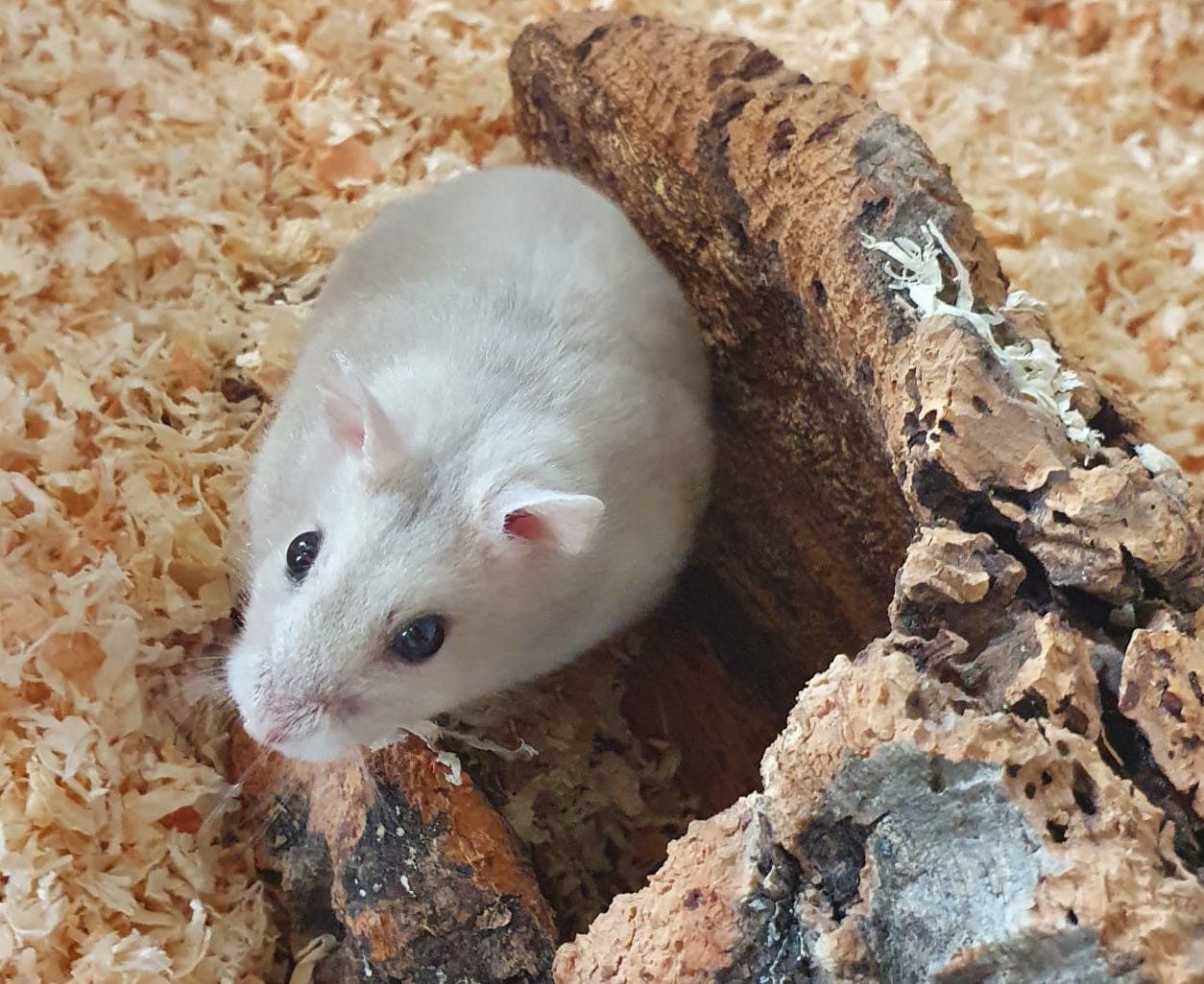 Stitch - Hamsterhilfe Österreich