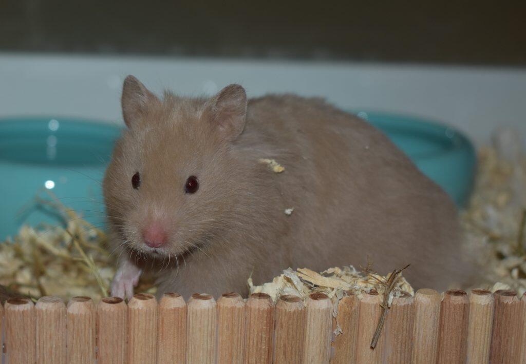 Pikachu - Hamsterhilfe Österreich