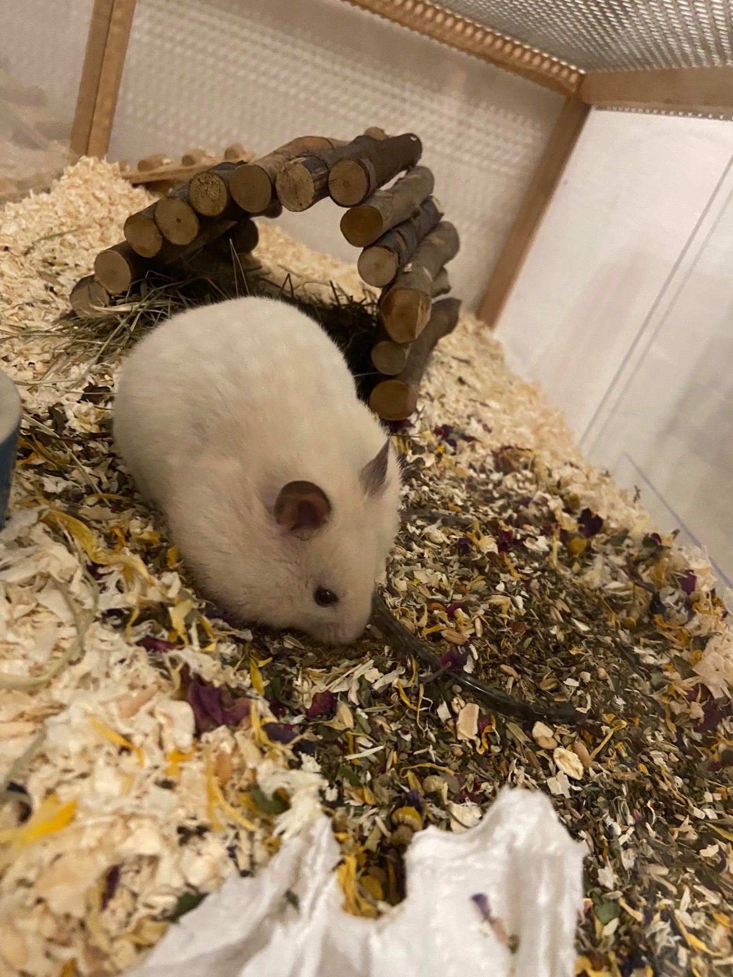 Snow - Hamsterhilfe Österreich