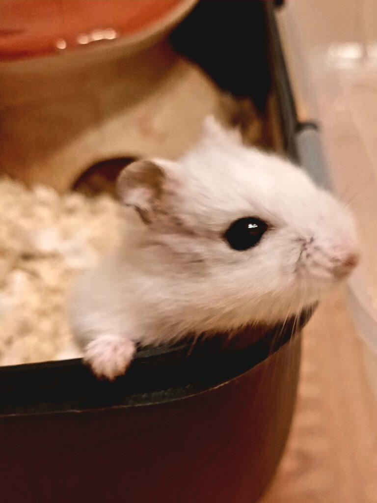 Pasta - Hamsterhilfe Österreich