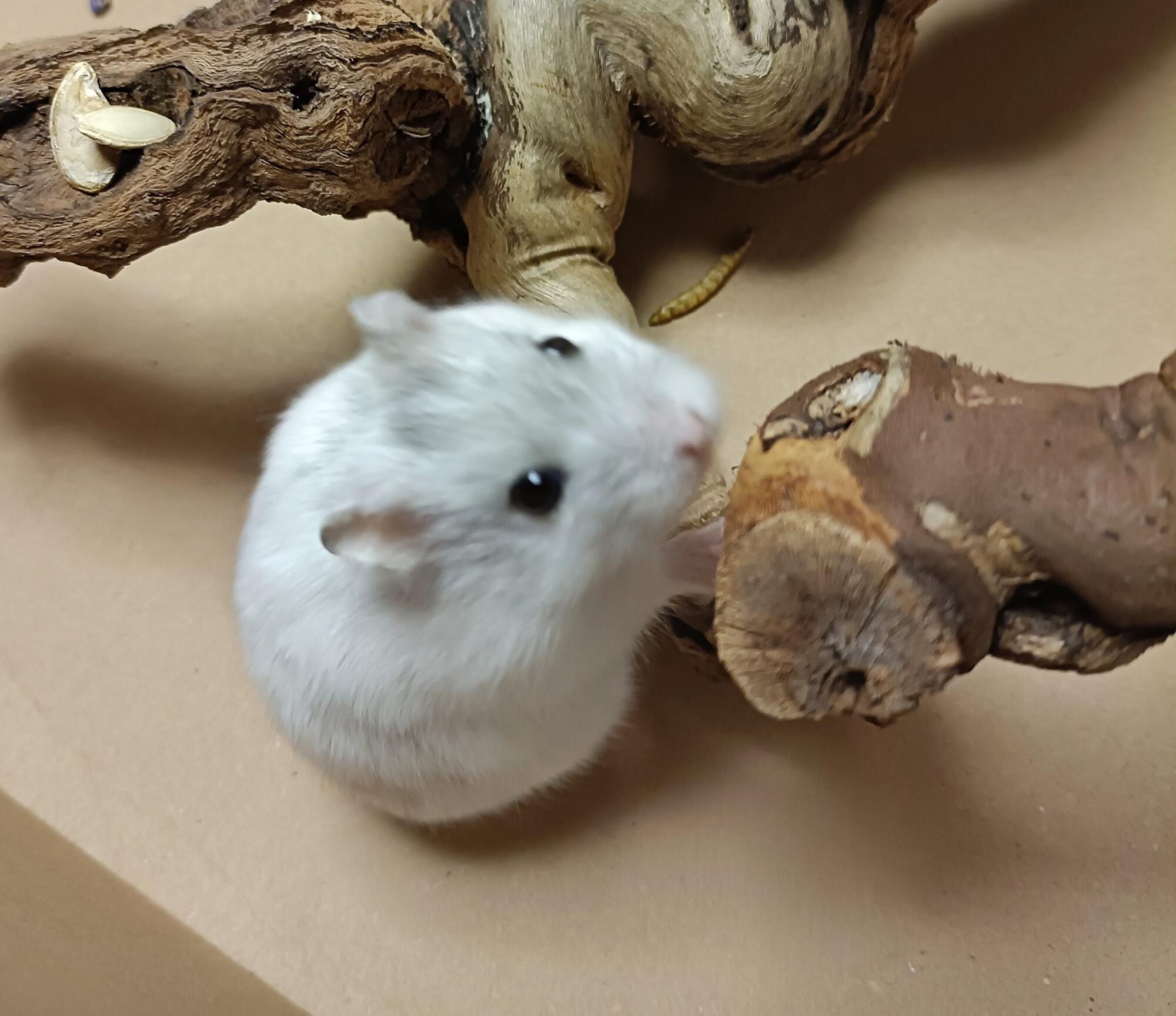 Coconut - Hamsterhilfe Österreich