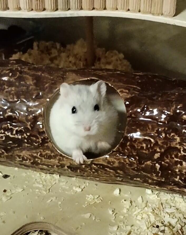 Coconut - Hamsterhilfe Österreich