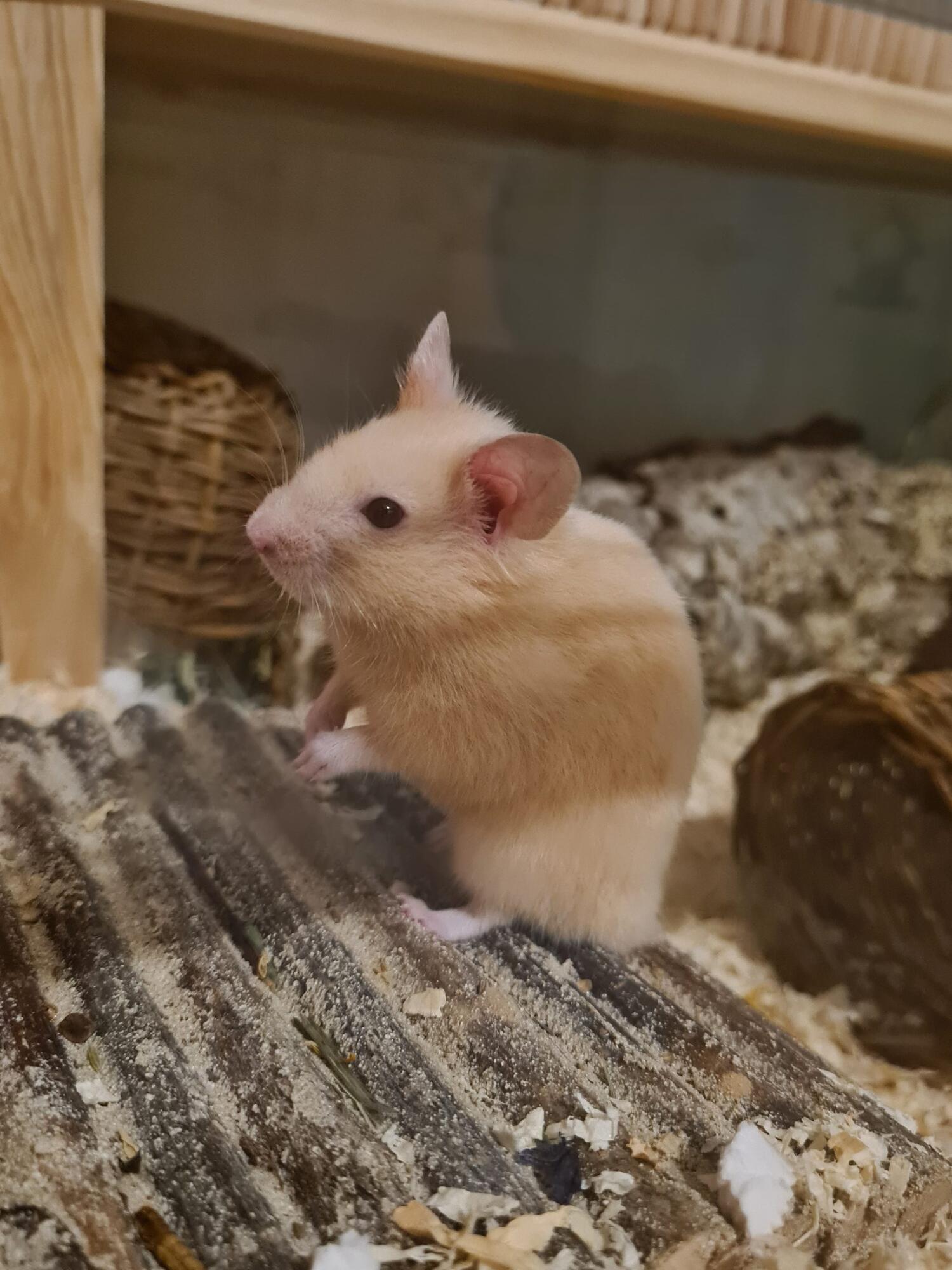 Chewbacca - Hamsterhilfe Österreich