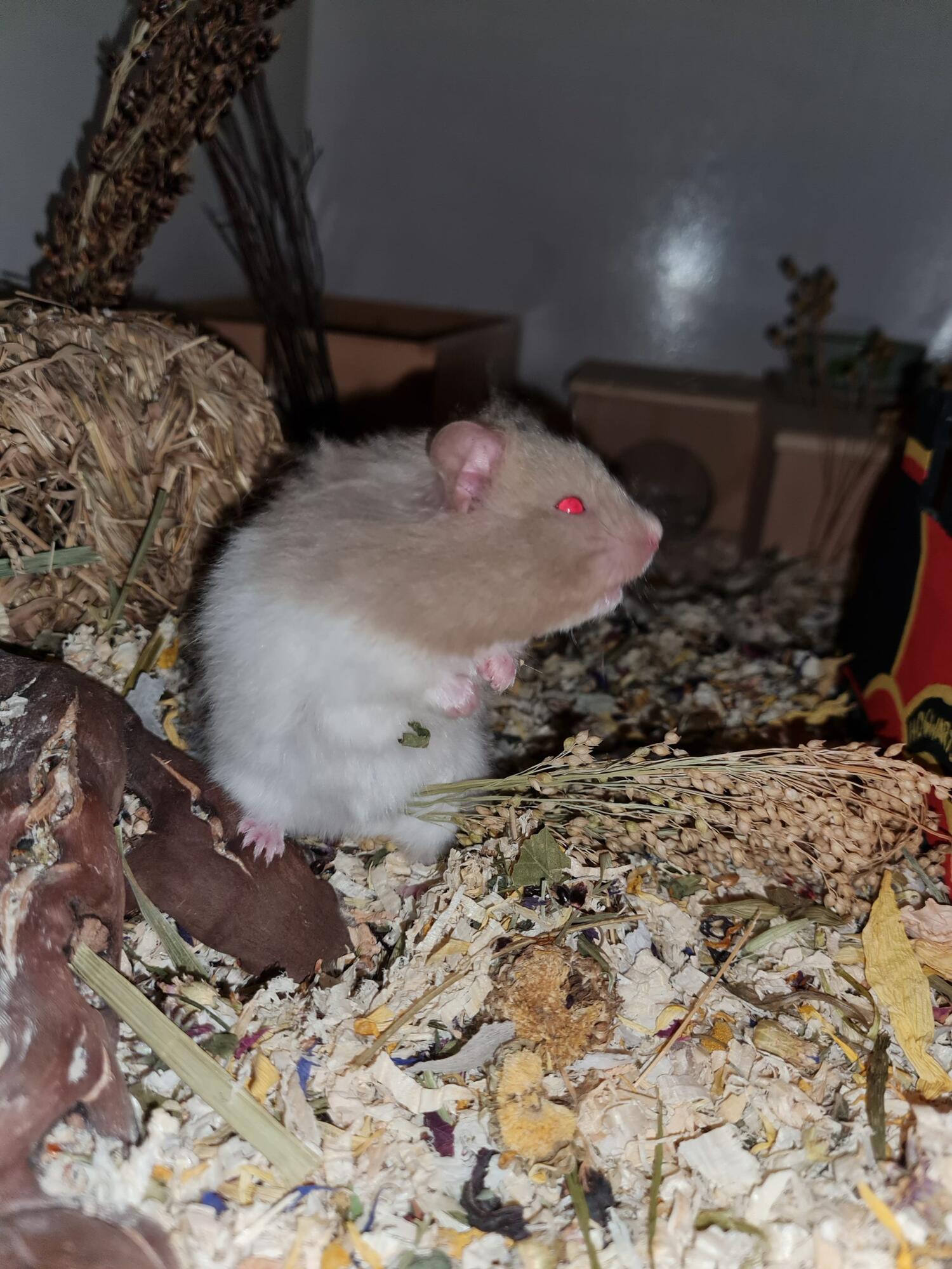 Ash - Hamsterhilfe Österreich