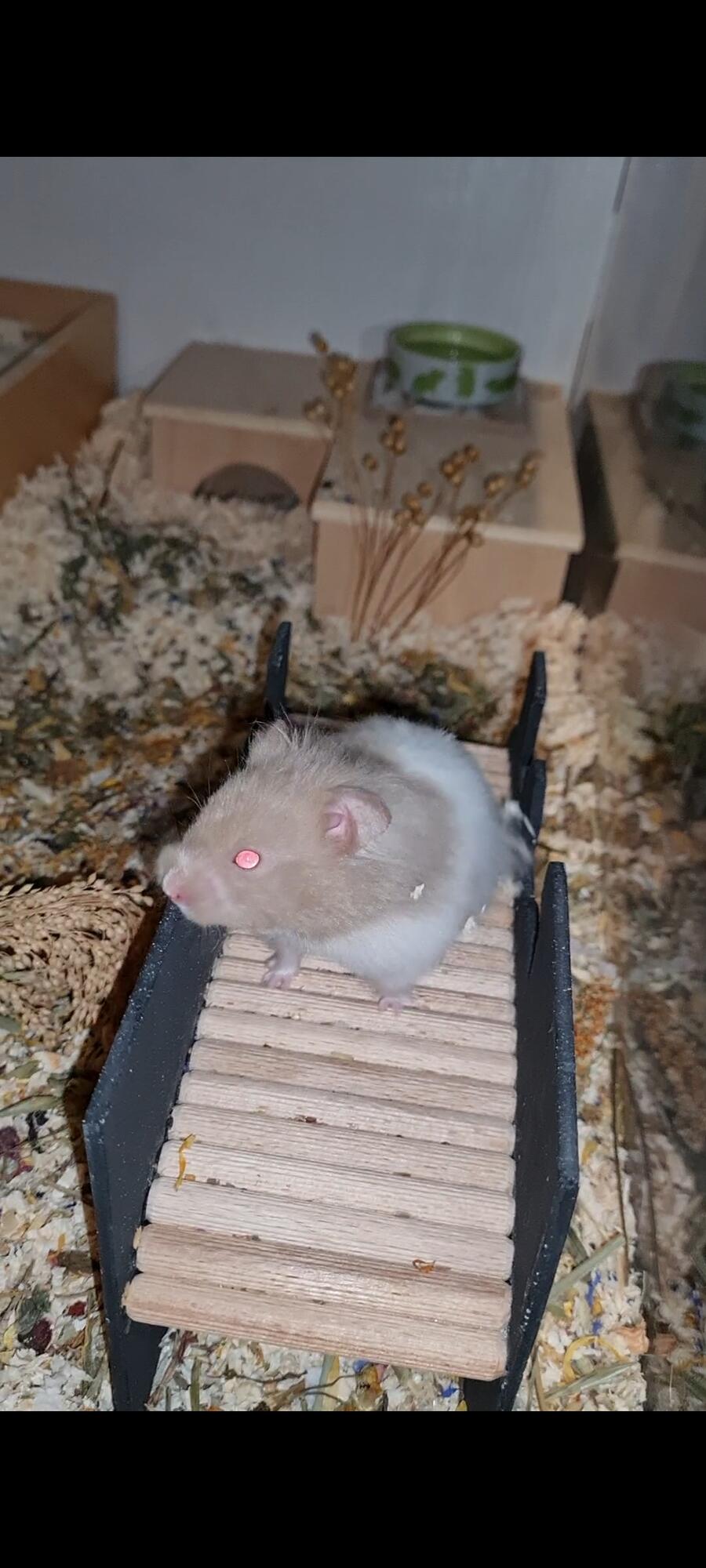 Ash - Hamsterhilfe Österreich