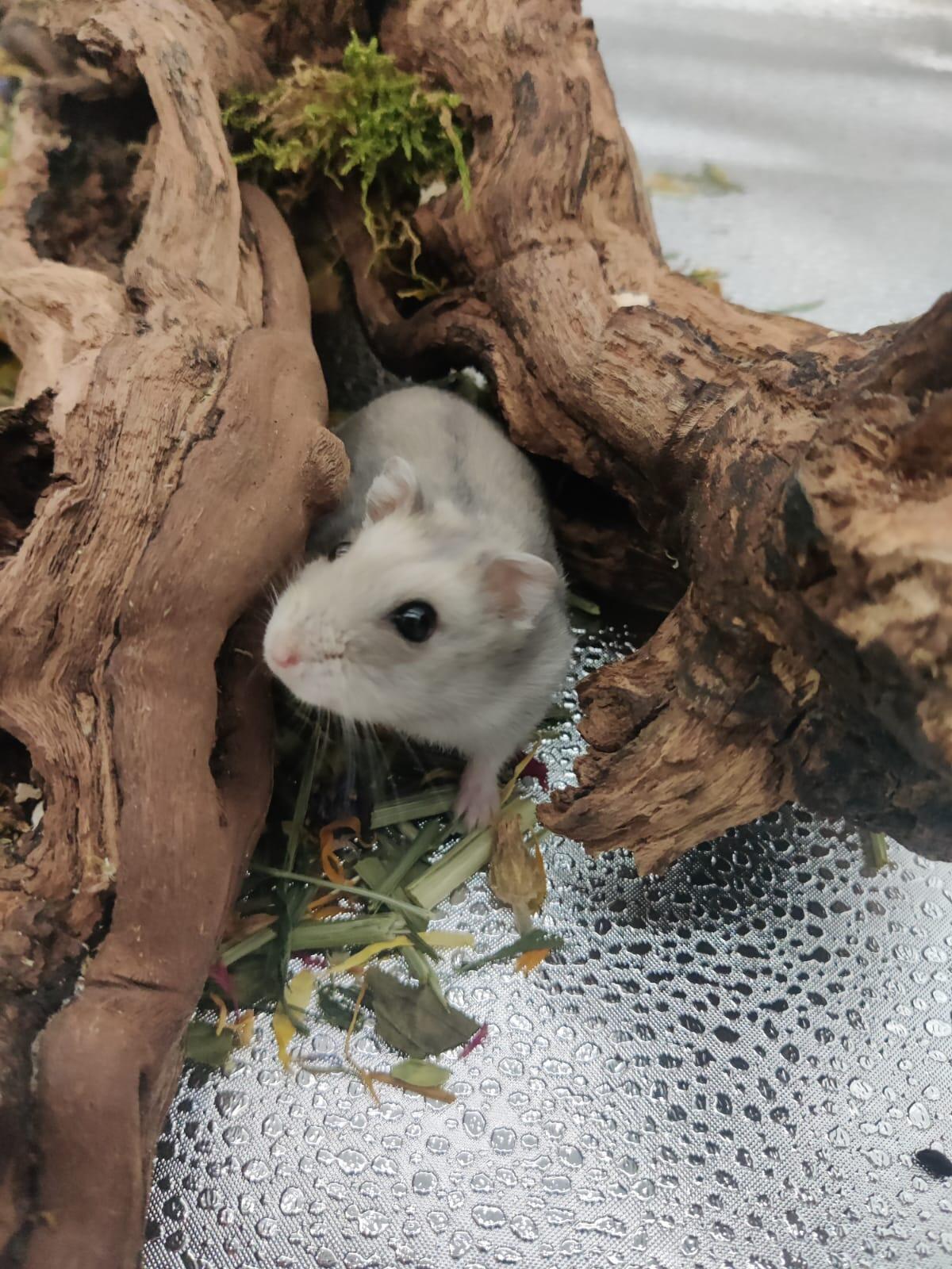 Burrito - Hamsterhilfe Österreich