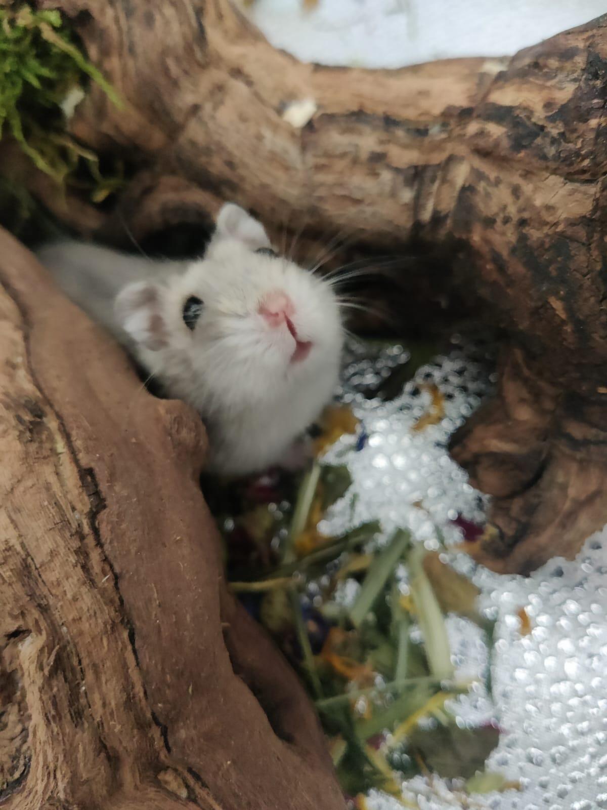 Burrito - Hamsterhilfe Österreich