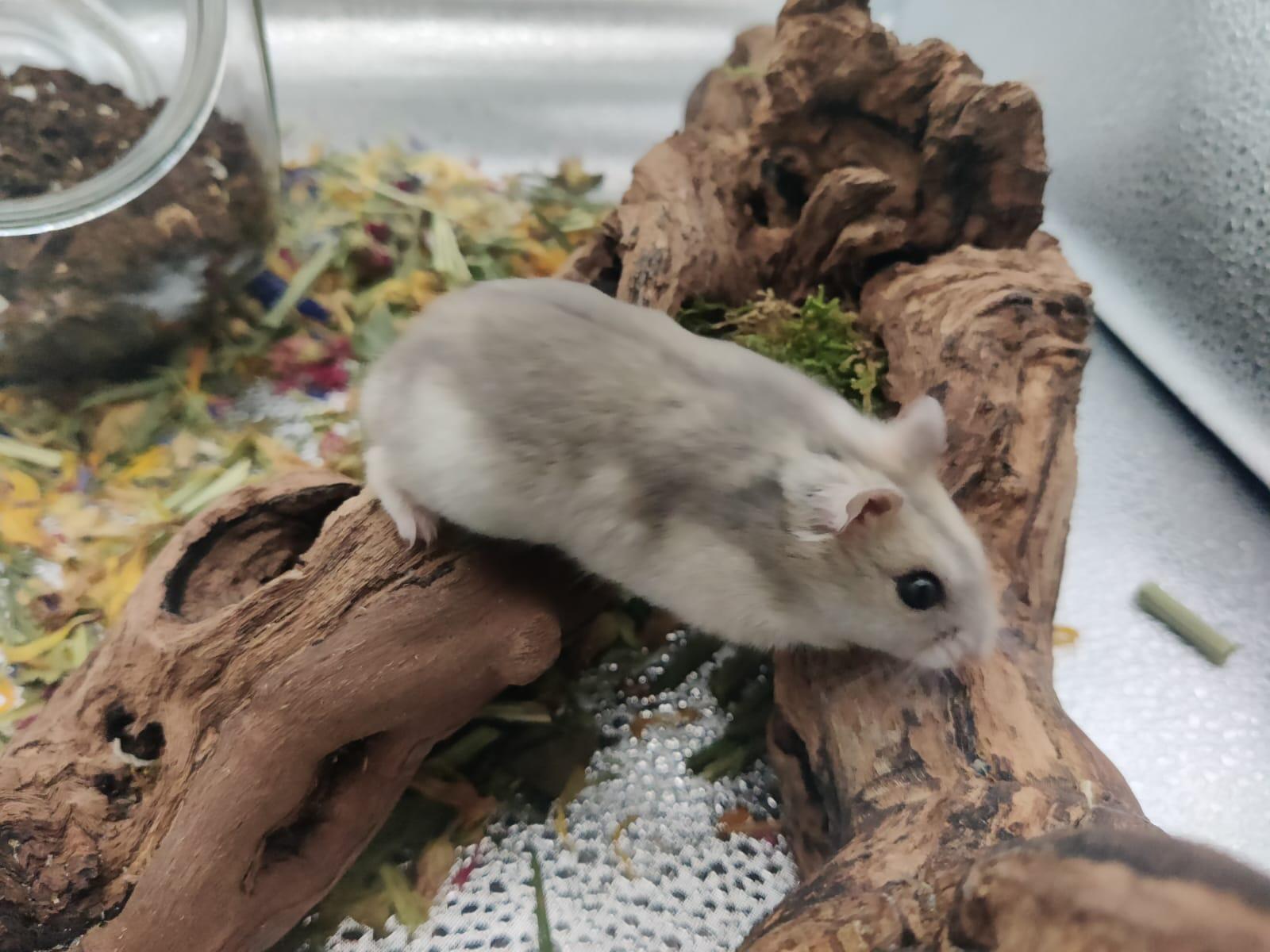 Burrito - Hamsterhilfe Österreich