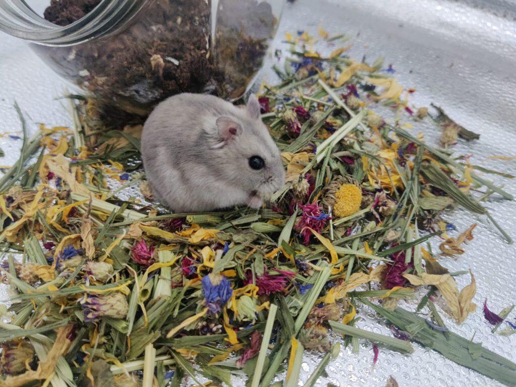 Burrito - Hamsterhilfe Österreich